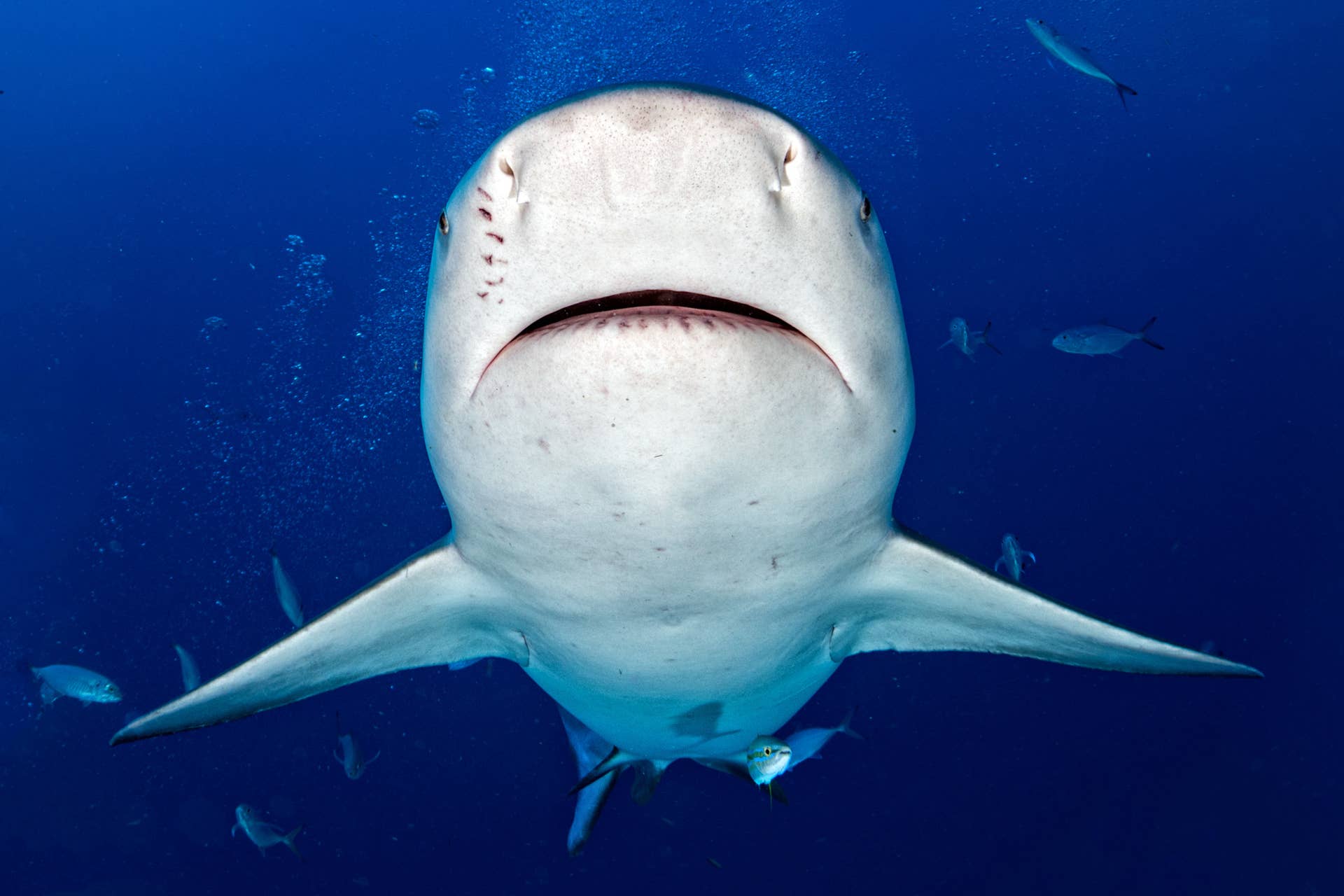 Florida Fisherman Gets Pulled Into Water by a Shark Biting His Hand ...