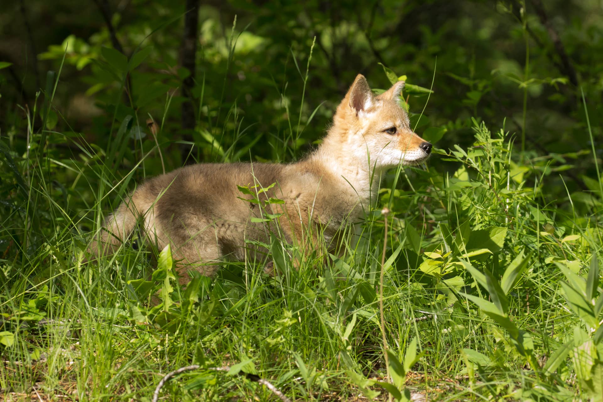 Woman in Canada Finds Most Precious Little Coyote Hiding in Her House ...