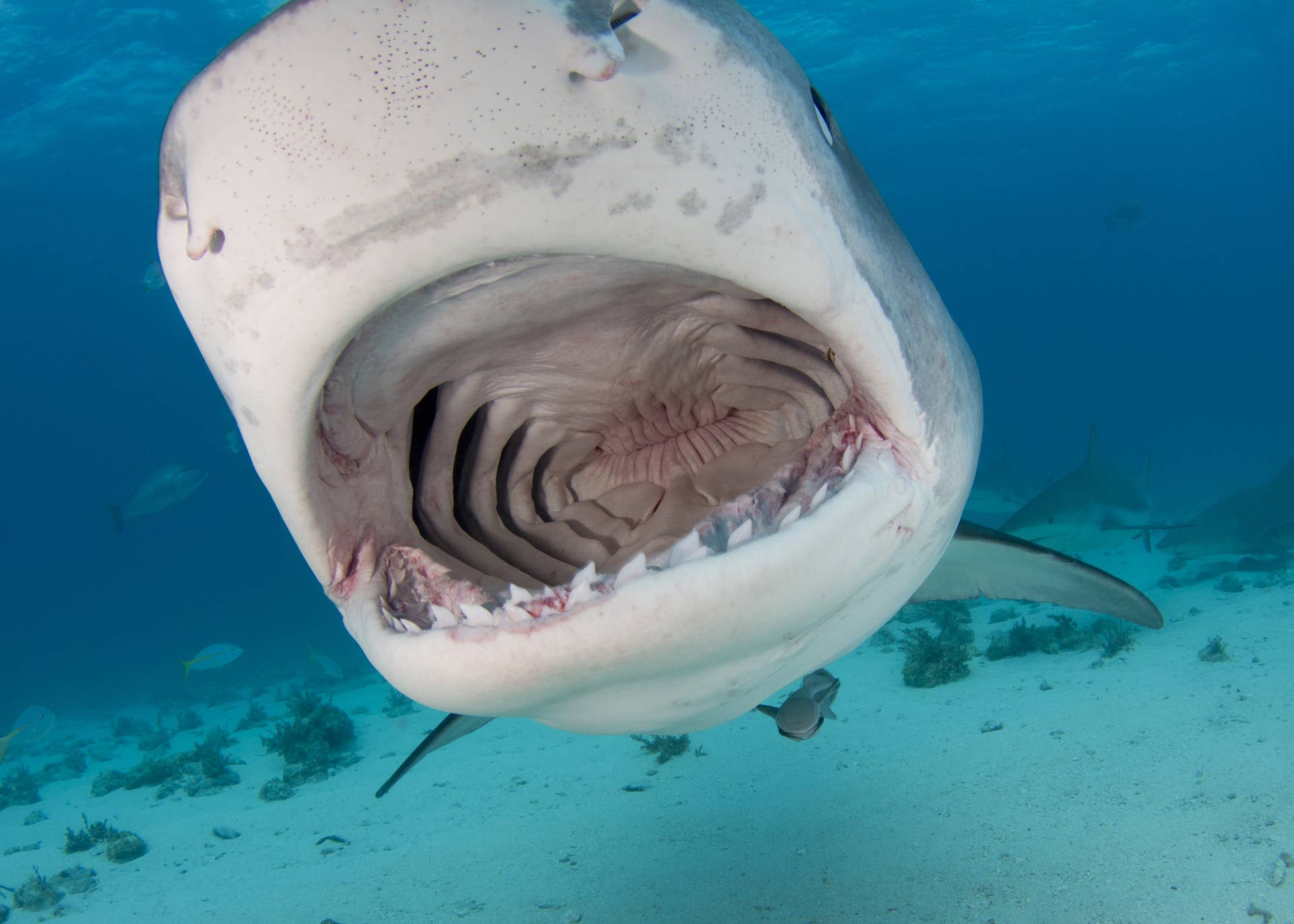 Marine Scientist Almost Dives Into a Shark's Mouth in Hawaii - Wanderwisdom