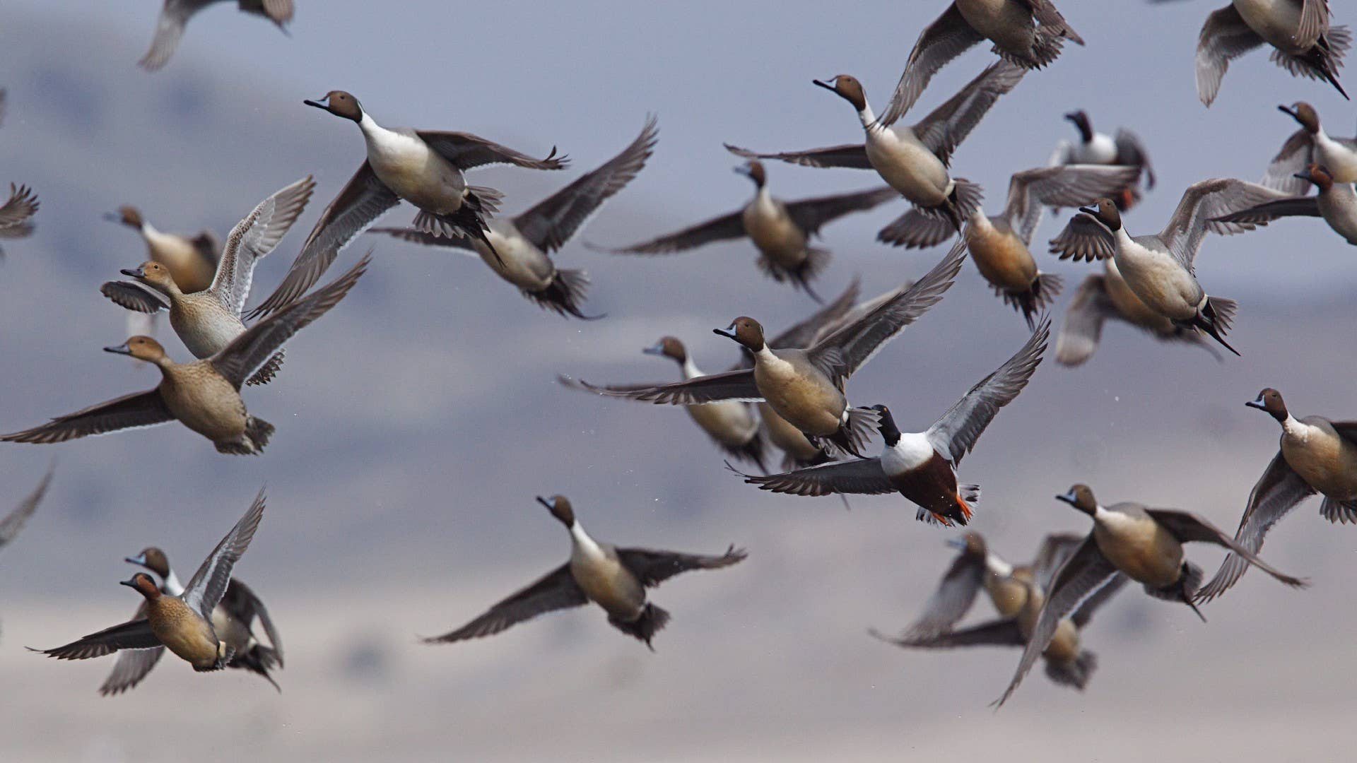 Ducks ‘Taking Over’ Homes in Australia Are Giving Major Hitchcock Vibes ...