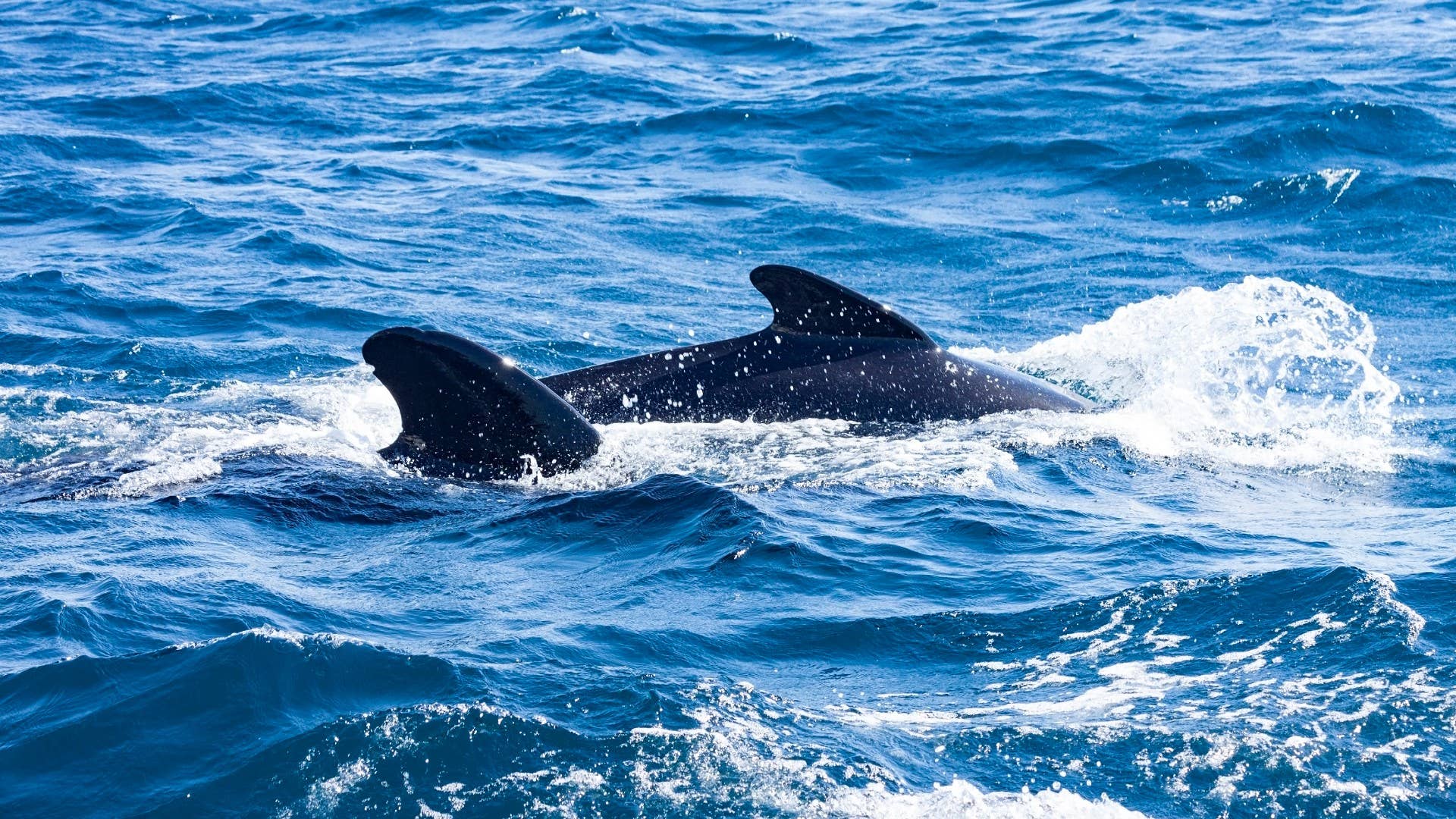 Pod of Orcas Sinks Boat off Coast of Morocco & People Are Rooting for ...