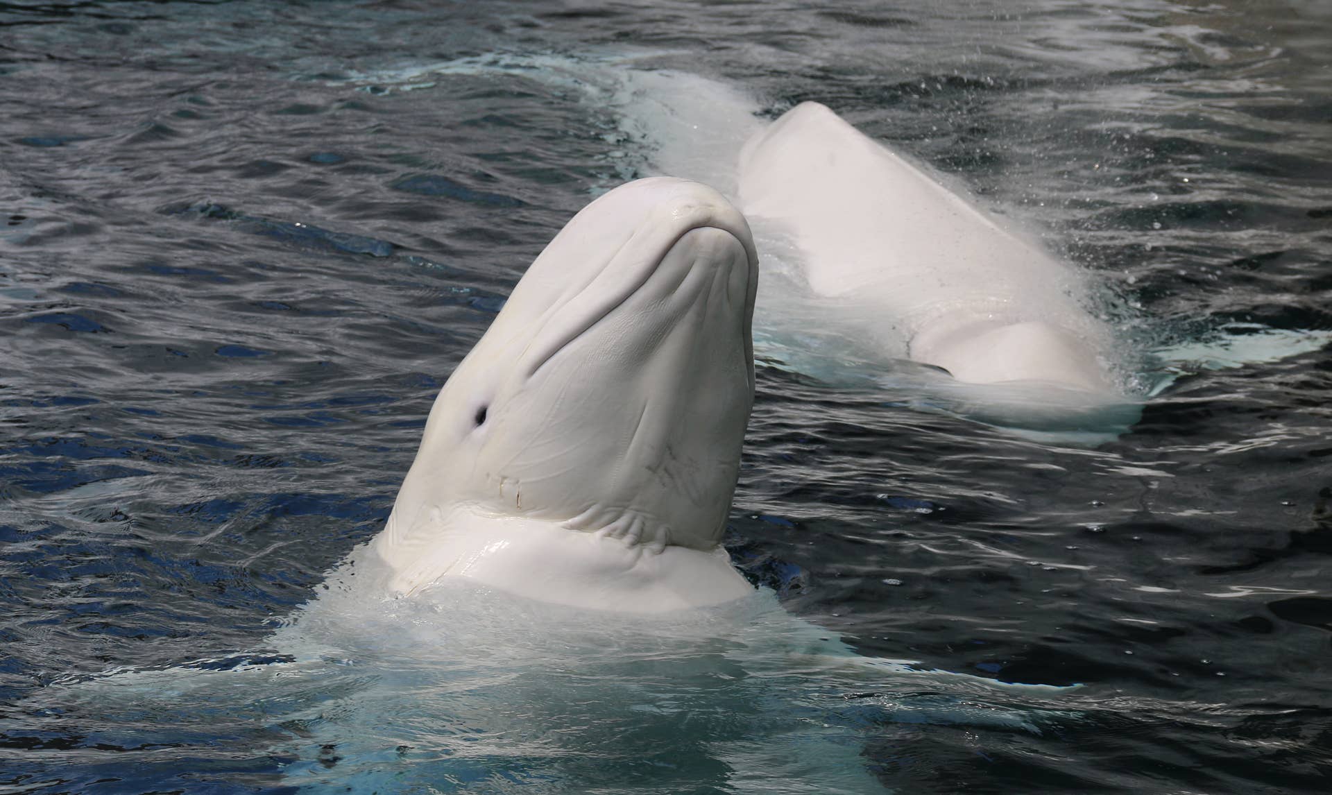 Woman’s View of a Beluga Pod From Her Front Porch Is Simply Stunning ...