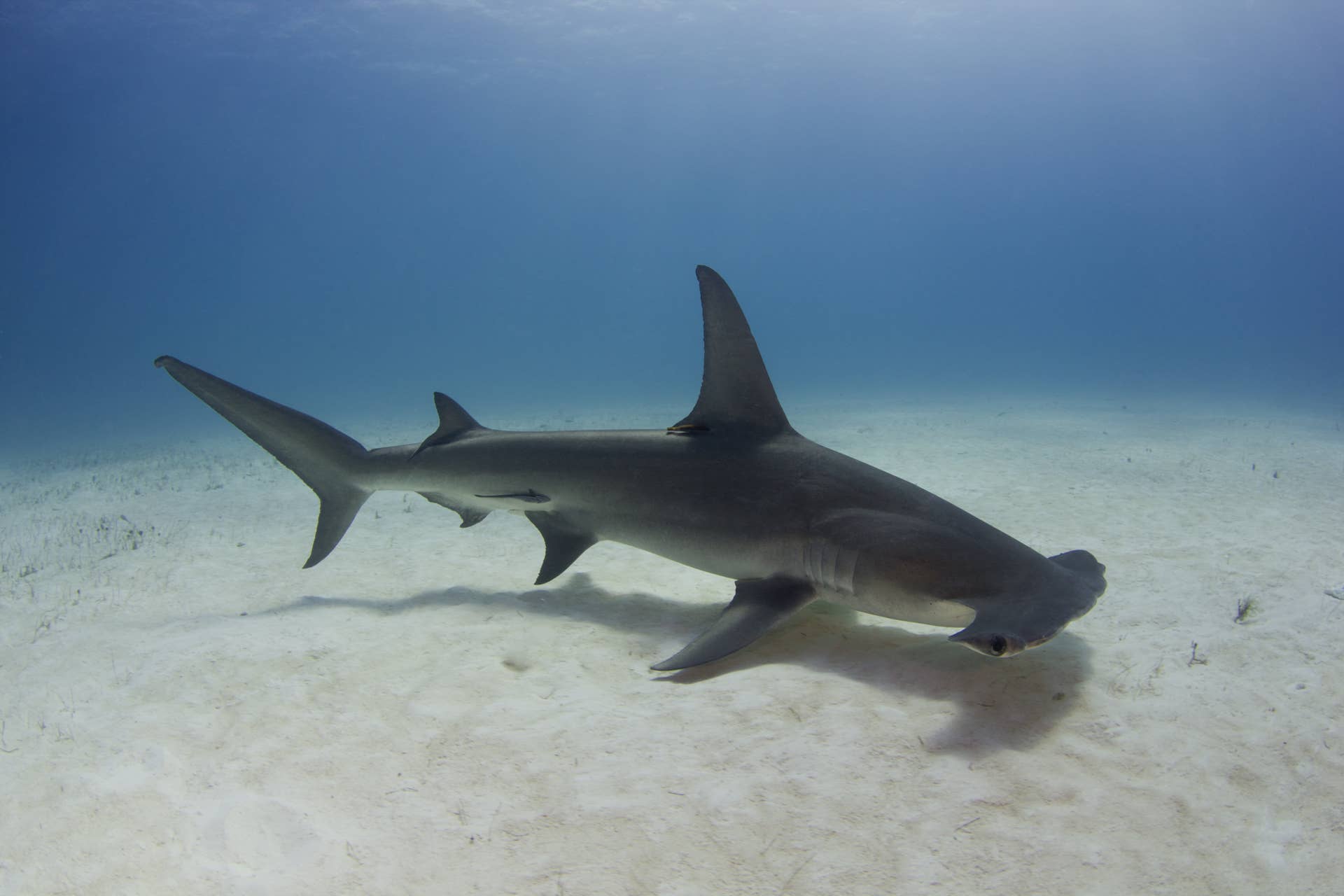 Watch: Hammerhead Shark Swims Right up to a Group of Palm Beach ...
