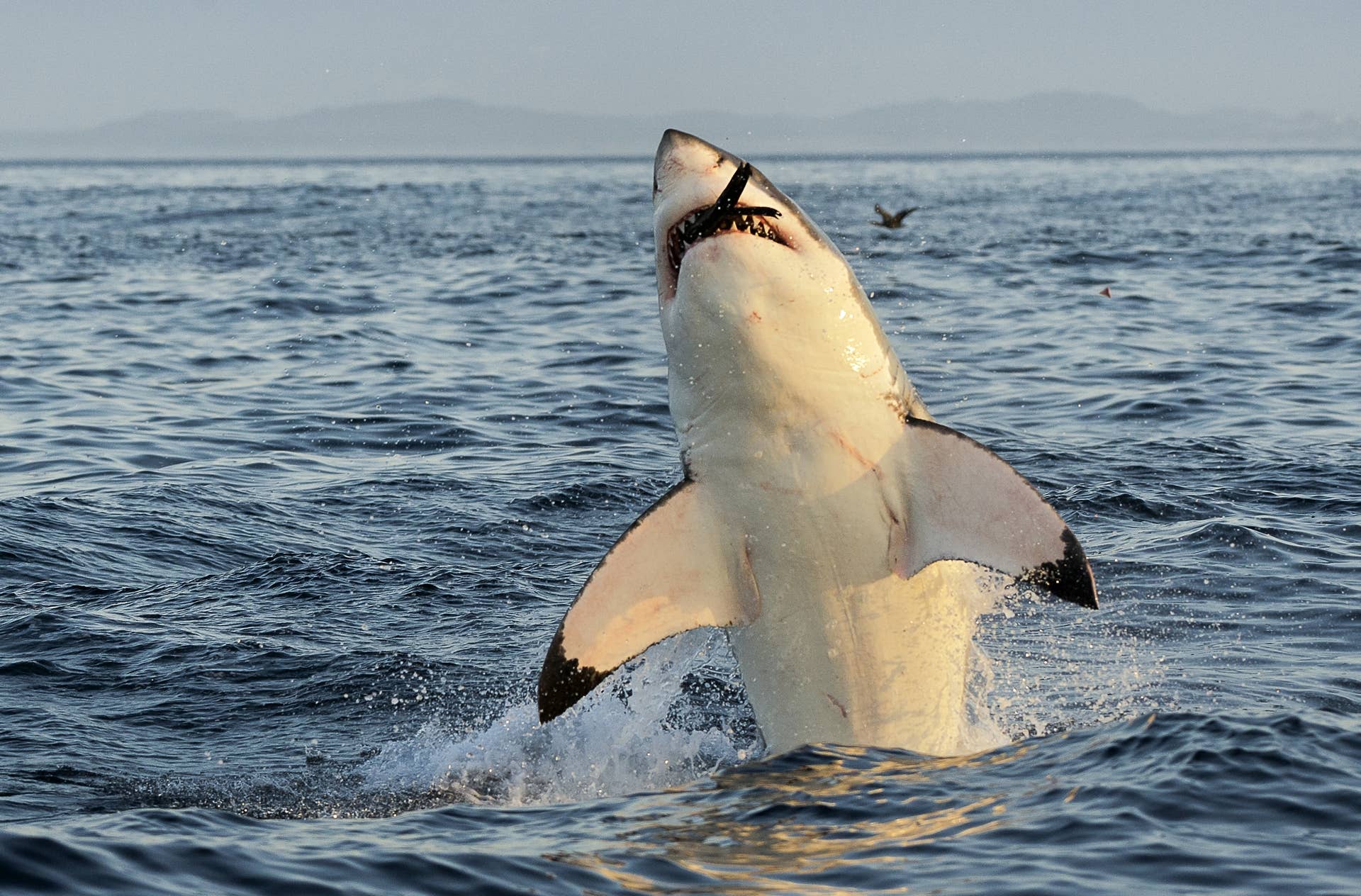 Kayaker Captures Up-Close Shark Attack on Video in New Zealand ...
