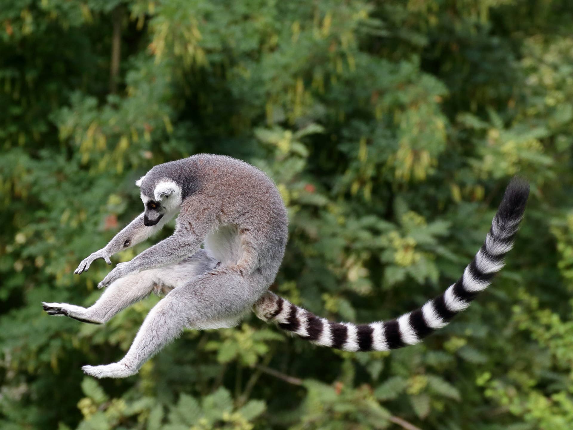 Loose Lemur Leads to Wild Goose Chase With Police in Springfield, MO ...