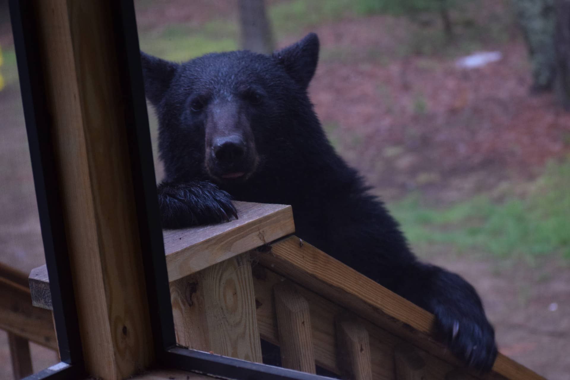 Mischievous Black Bear Pulls a Late Night Ding-Dong Ditch at a ...