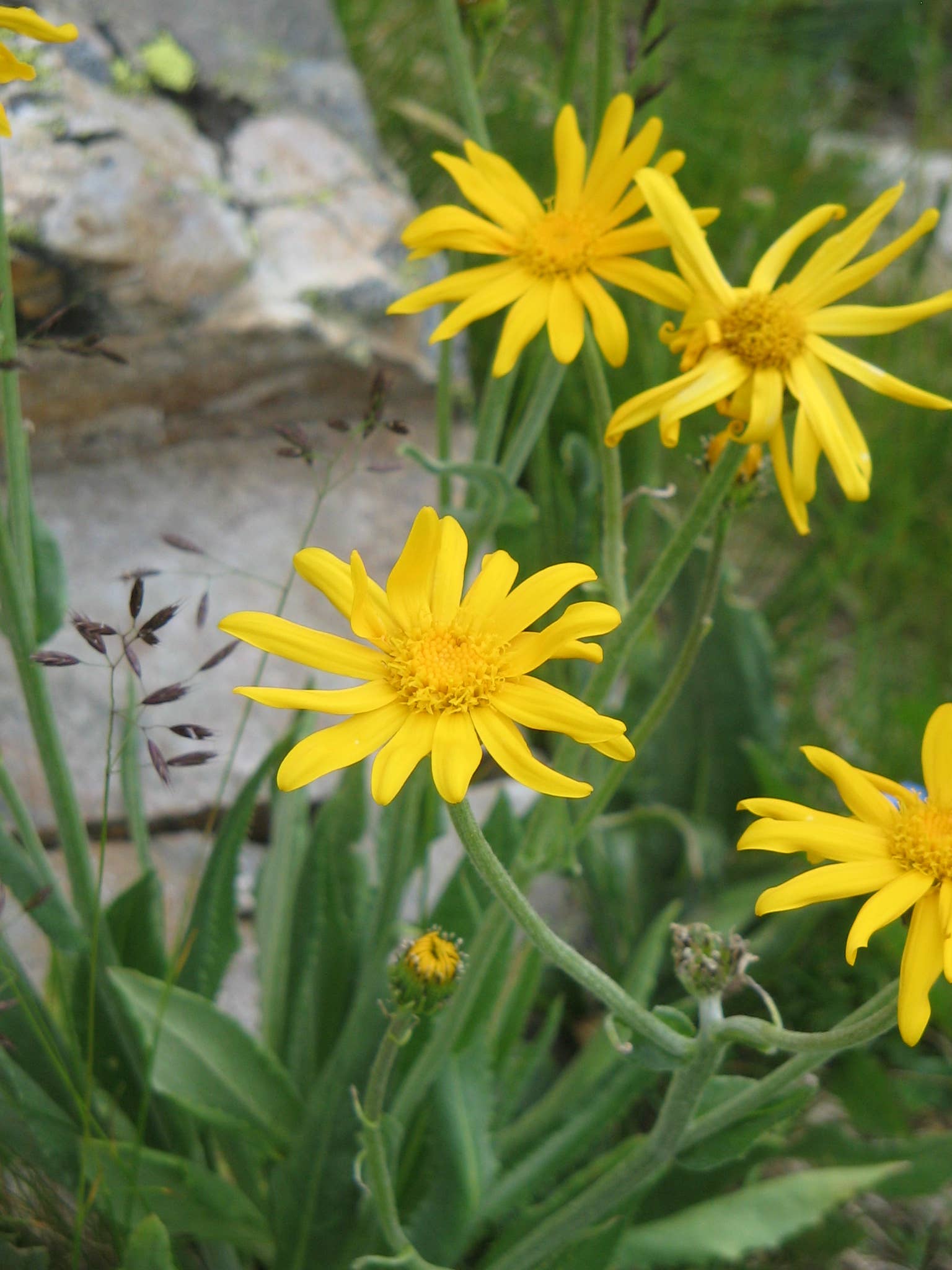 Alpine Flowers of Switzerland (From Asters to Orchids) - Wanderwisdom