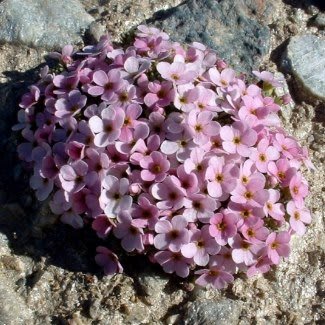 Alpine Flowers of Switzerland (From Asters to Orchids) - Wanderwisdom