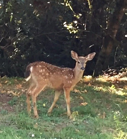 Bear Camp Road, Oregon: A Cautionary Tale - Wanderwisdom