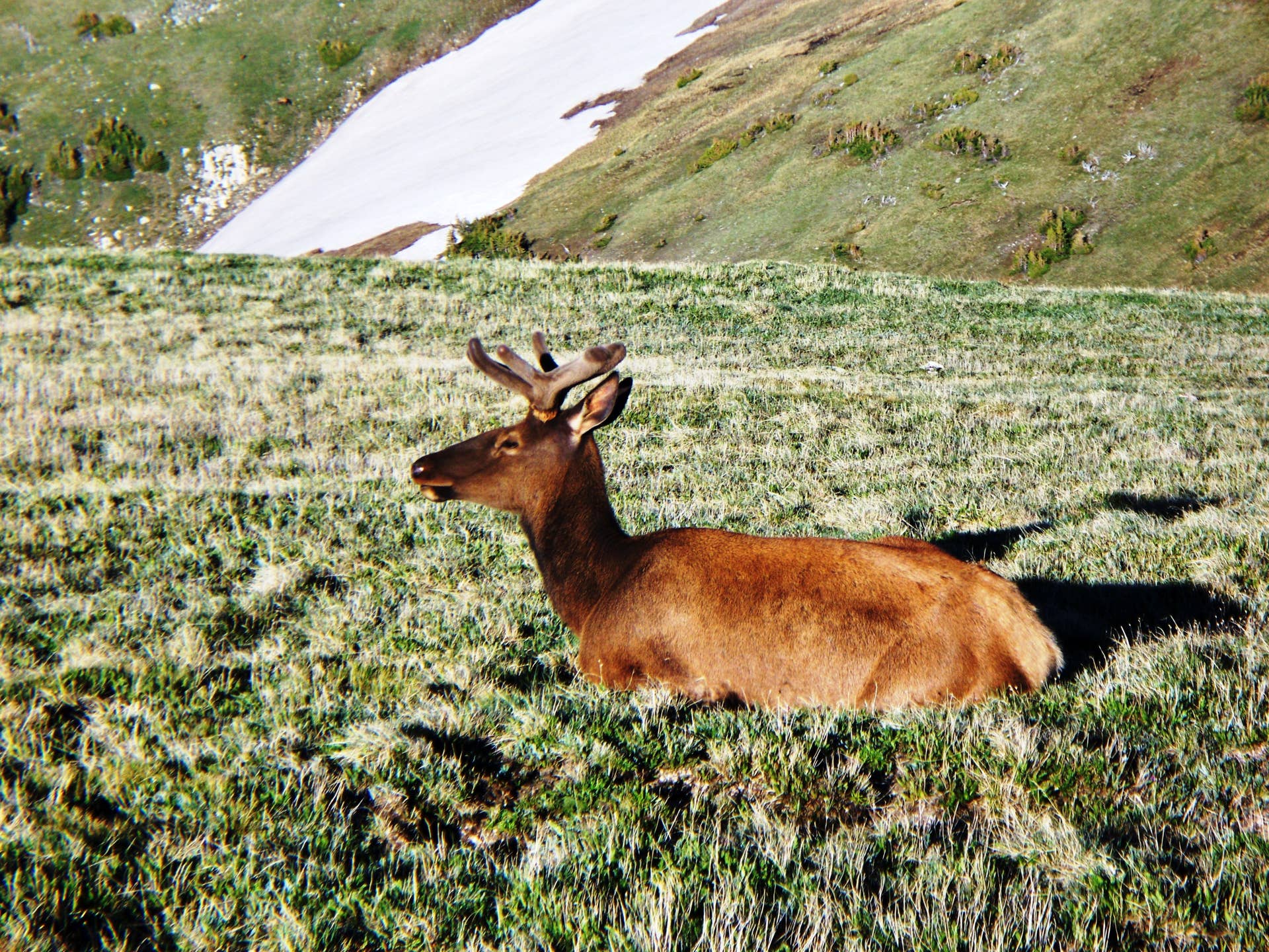 Driving Trail Ridge Road: A Must-Do Colorado Experience - Wanderwisdom