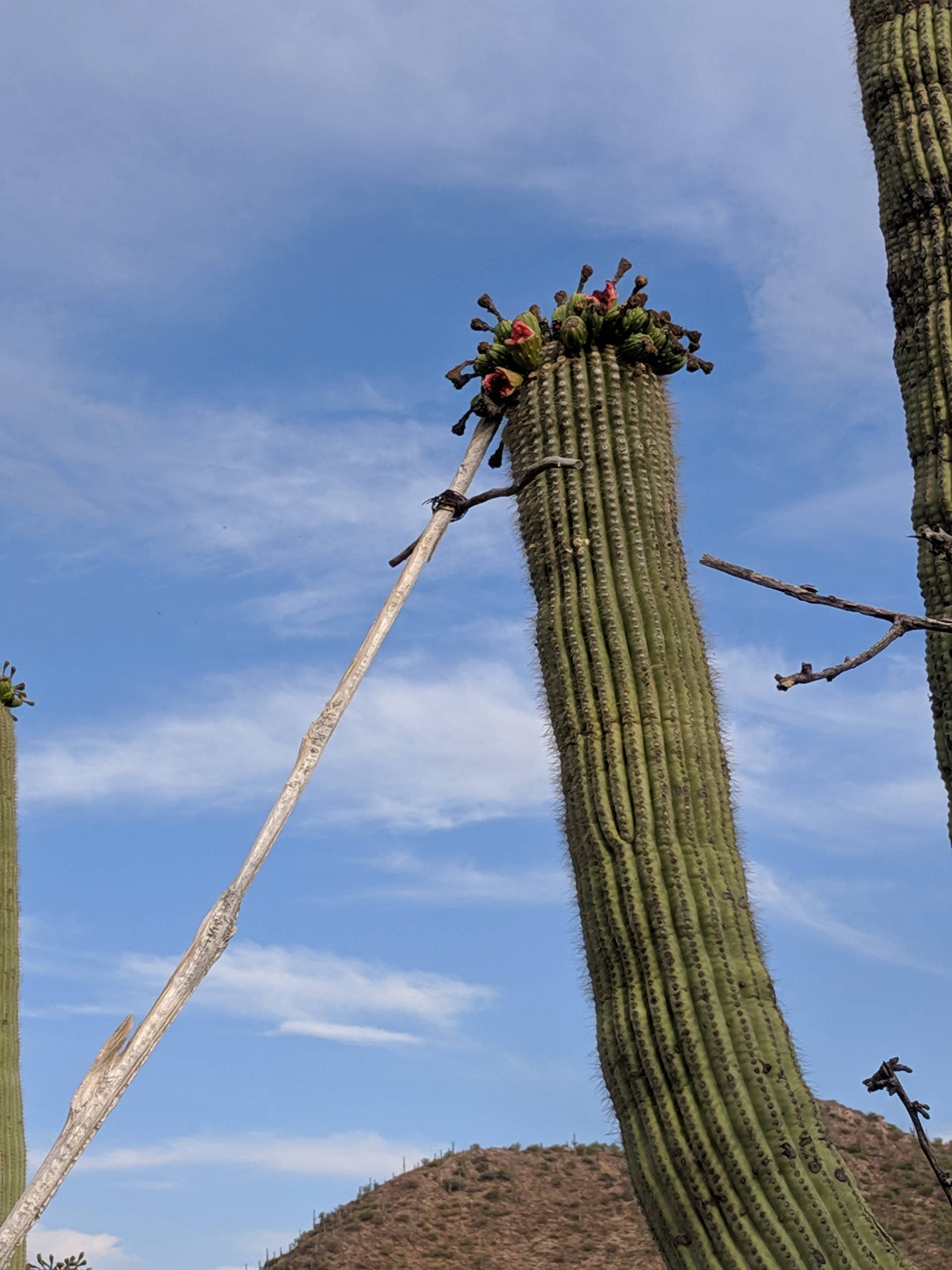 Traditional Native Saguaro Cactus Fruit Harvest Experience - Wanderwisdom