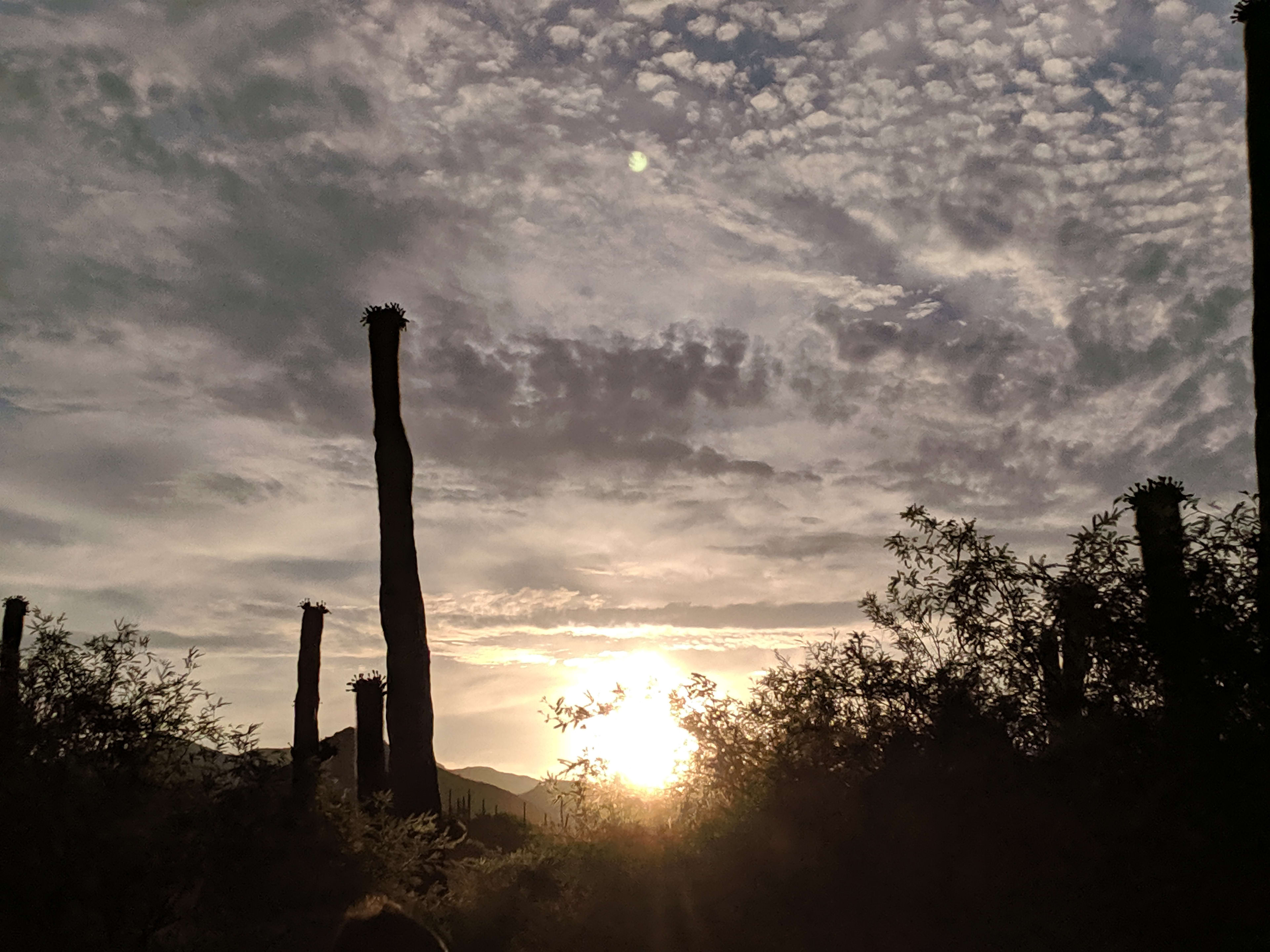 Traditional Native Saguaro Cactus Fruit Harvest Experience - Wanderwisdom