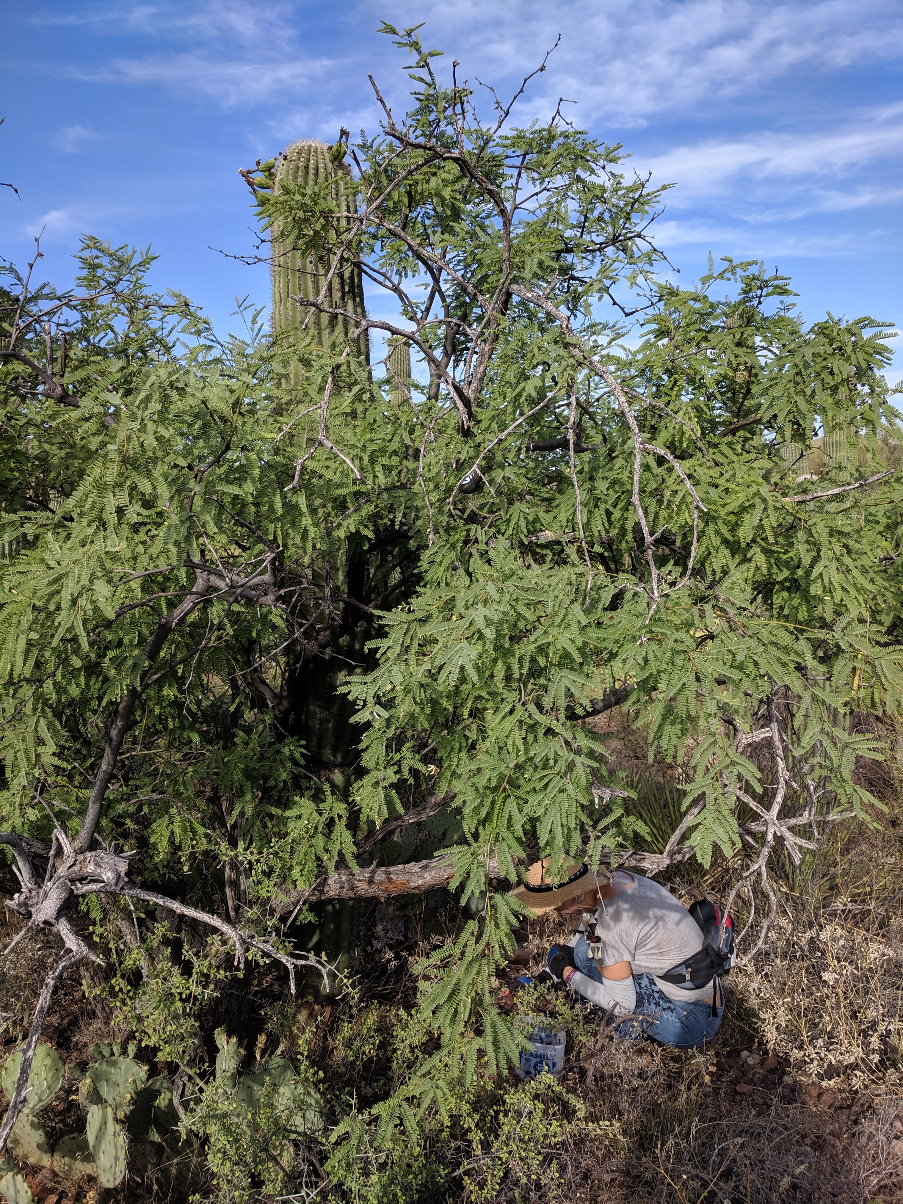 Traditional Native Saguaro Cactus Fruit Harvest Experience - Wanderwisdom
