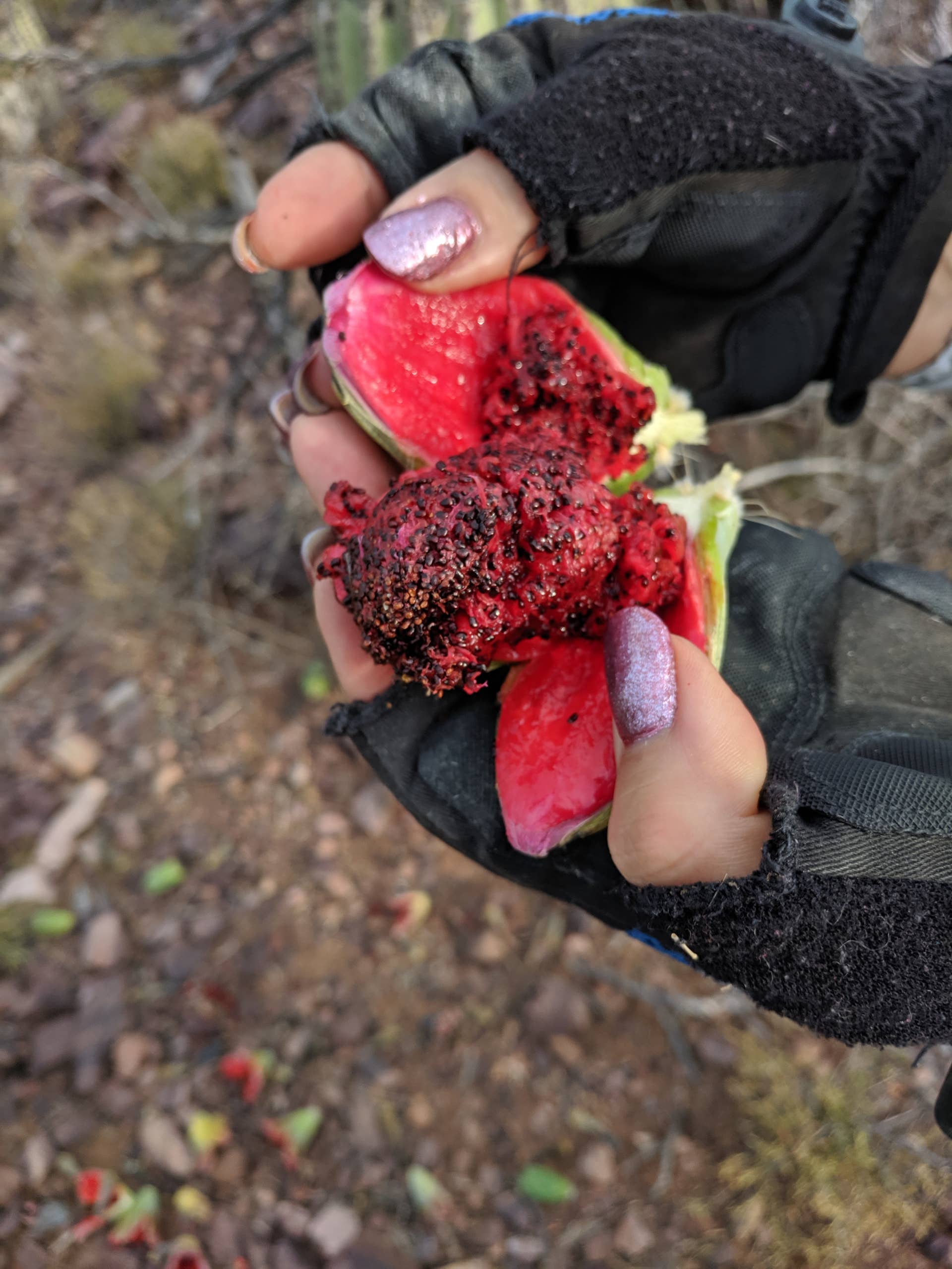 Traditional Native Saguaro Cactus Fruit Harvest Experience - Wanderwisdom