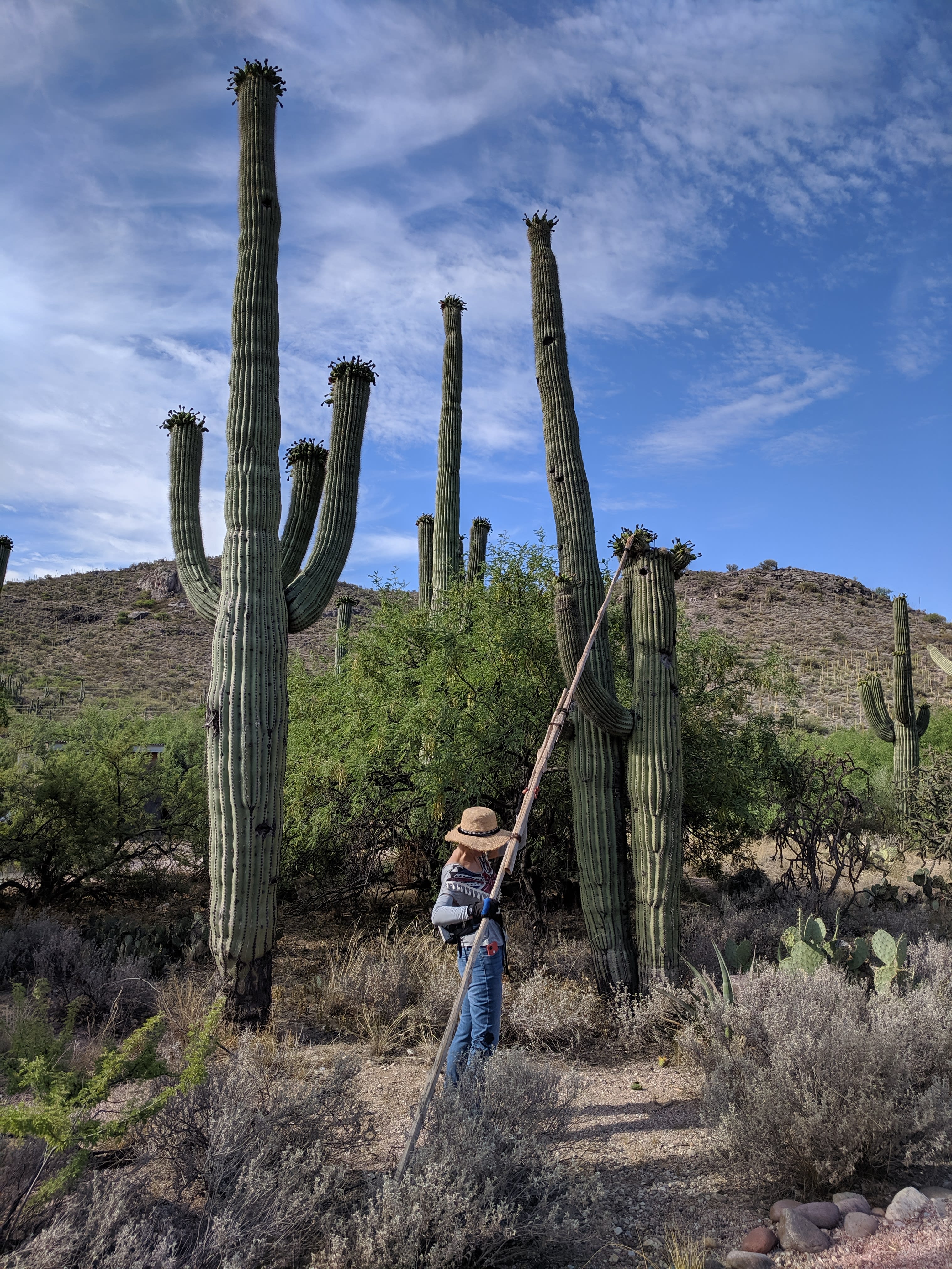 Traditional Native Saguaro Cactus Fruit Harvest Experience - Wanderwisdom