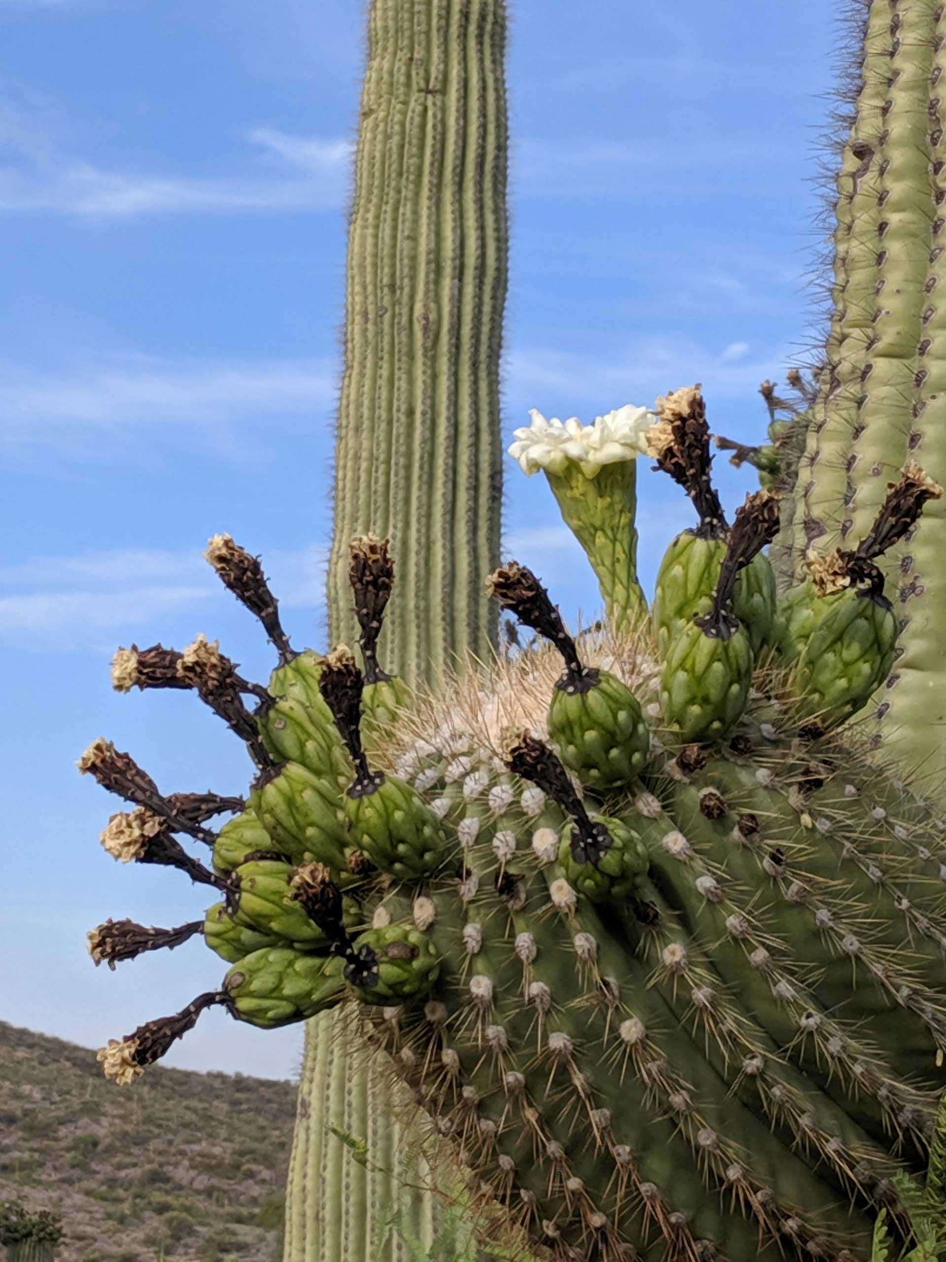 Traditional Native Saguaro Cactus Fruit Harvest Experience - Wanderwisdom