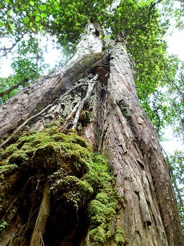 Hawaii Road Trip: Kalopa Native Forest State Park on the Big Island ...