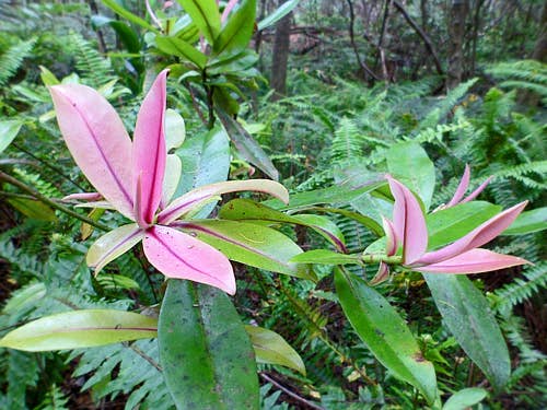Hawaii Road Trip: Kalopa Native Forest State Park on the Big Island ...