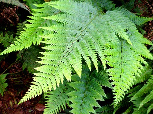 Hawaii Road Trip: Kalopa Native Forest State Park on the Big Island ...