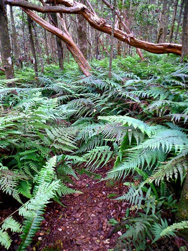 Hawaii Road Trip: Kalopa Native Forest State Park on the Big Island ...