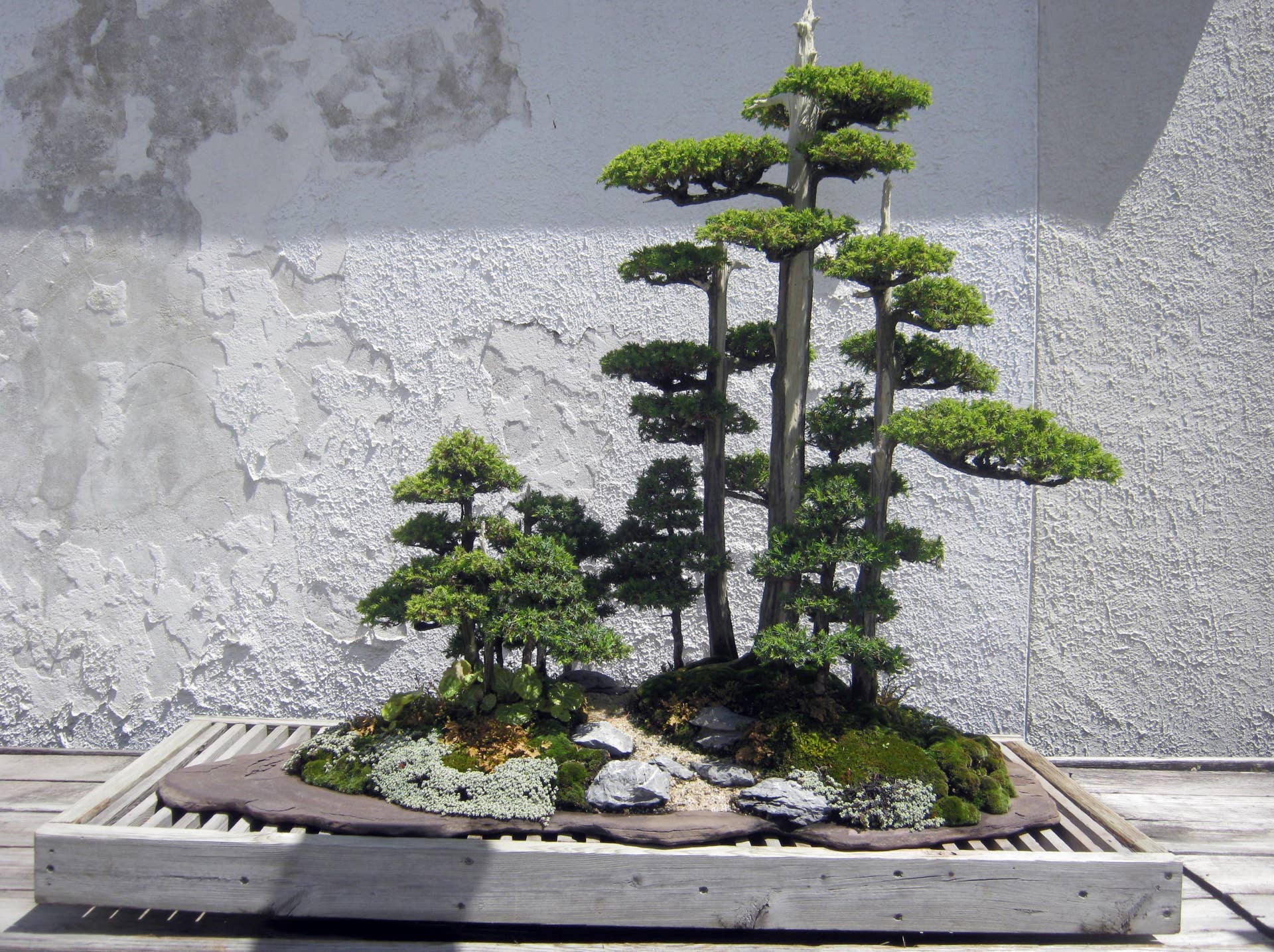 Bonsai Gallery at the U.S. National Arboretum - Wanderwisdom