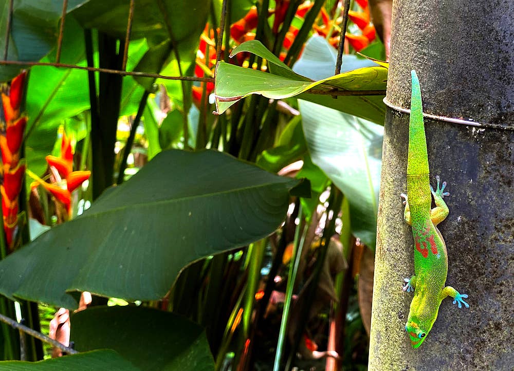 Gold Dust Day Geckos of Hawaii - Wanderwisdom
