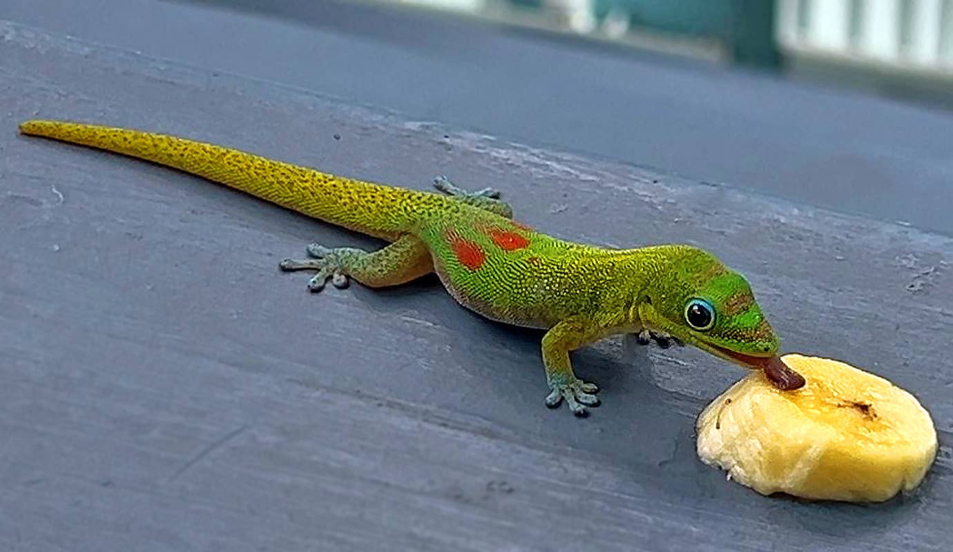 Gold Dust Day Geckos of Hawaii - Wanderwisdom