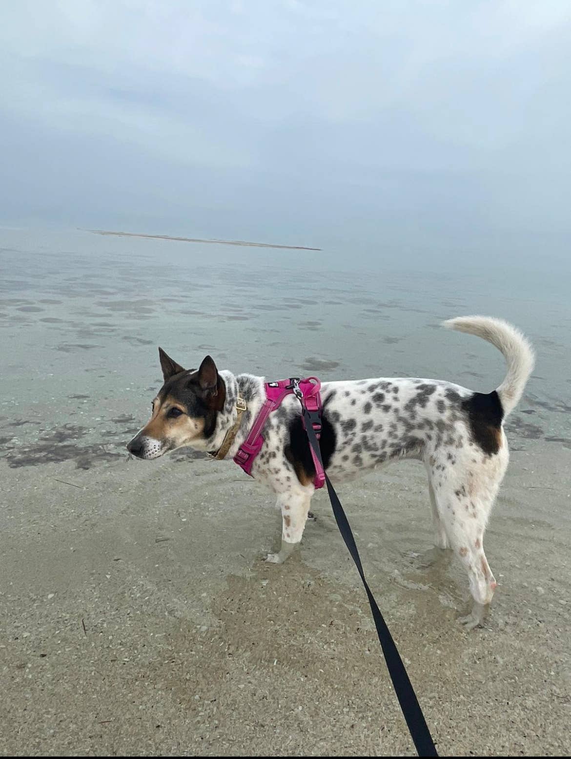How to Fly a Pet From the UK to Qatar - Wanderwisdom