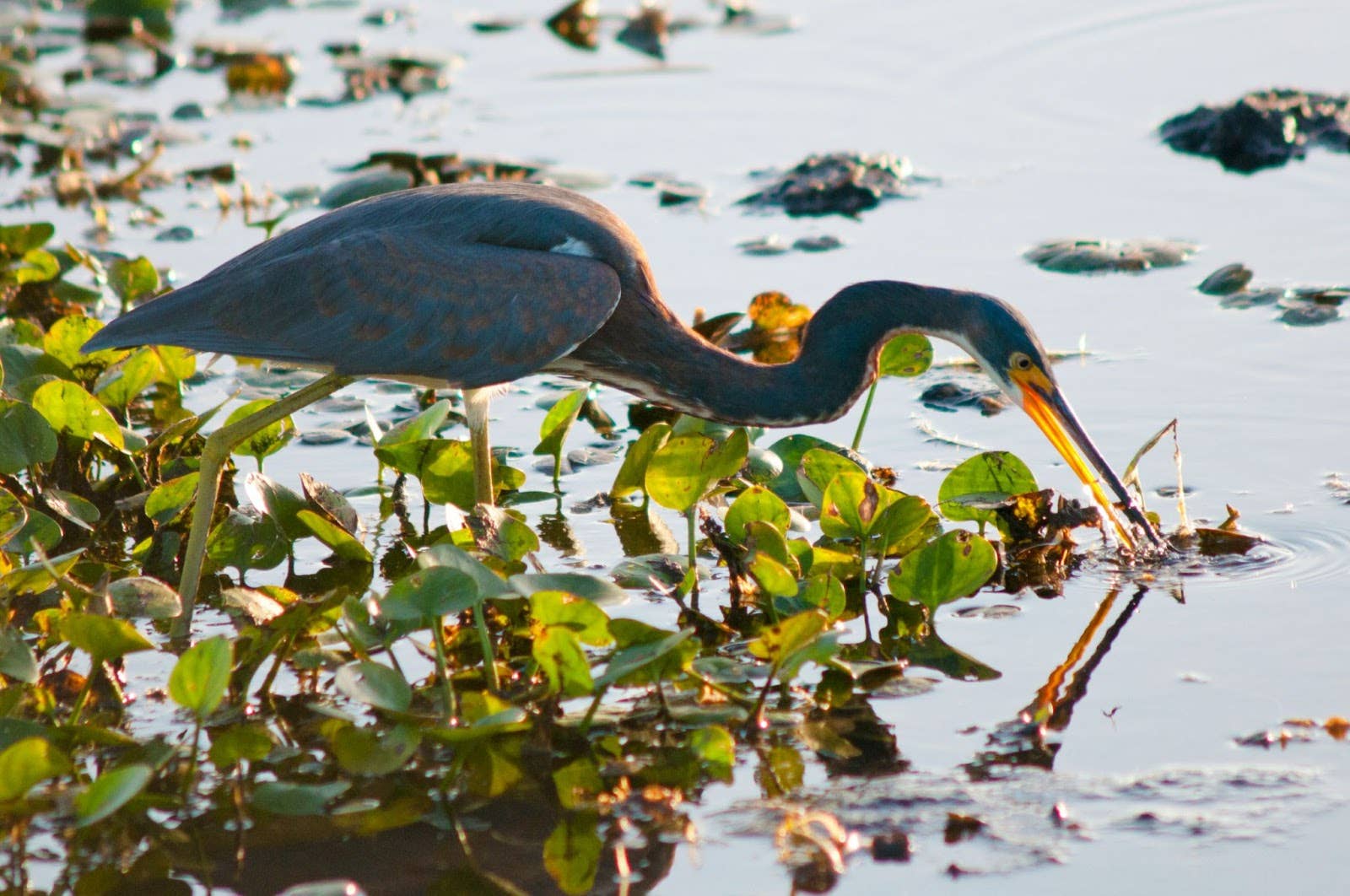 7 Common Florida Water Birds - Wanderwisdom