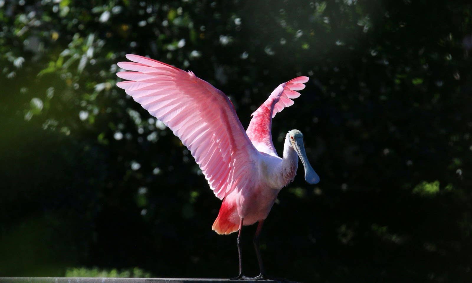 7 Common Florida Water Birds - Wanderwisdom