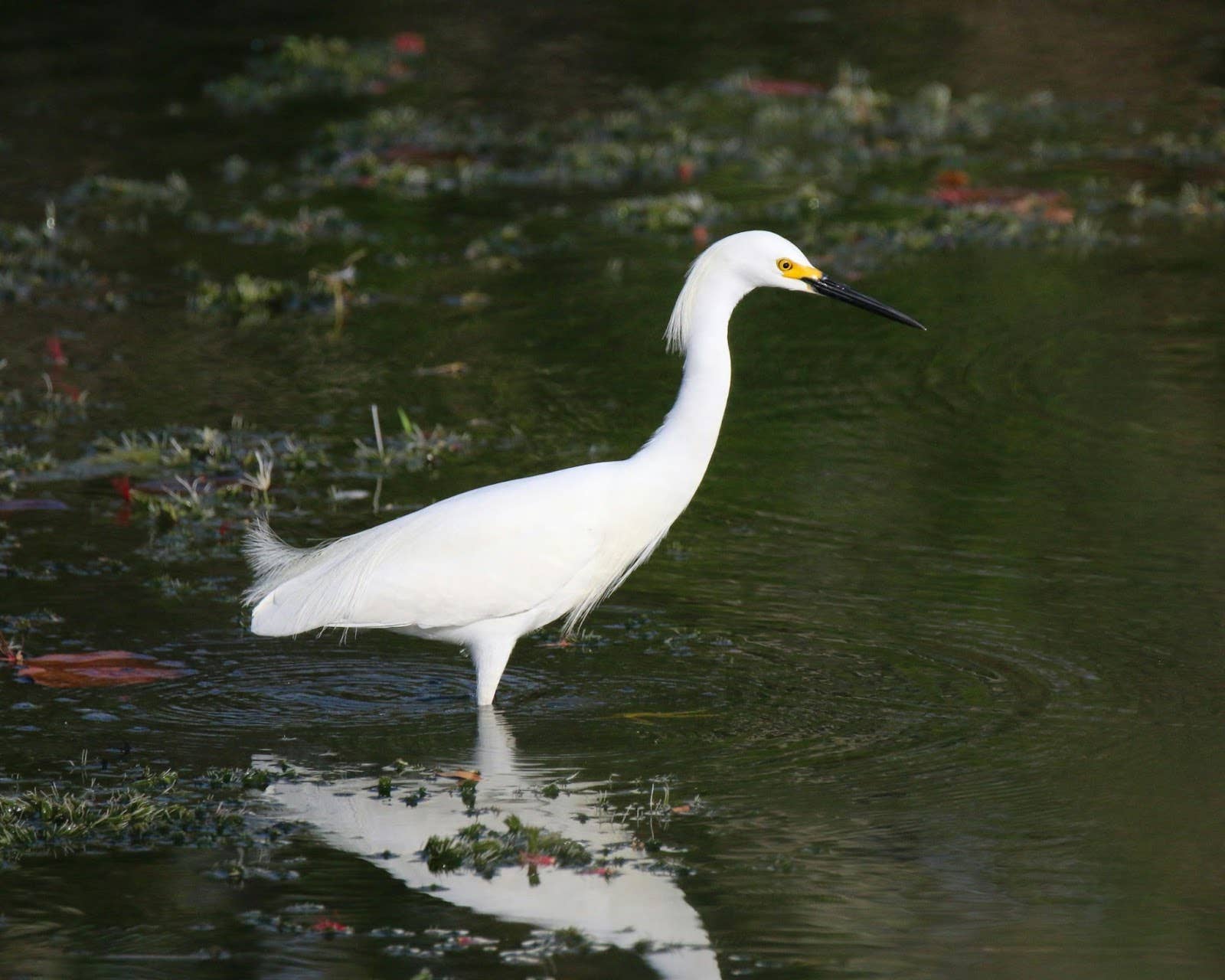 7 Common Florida Water Birds - Wanderwisdom